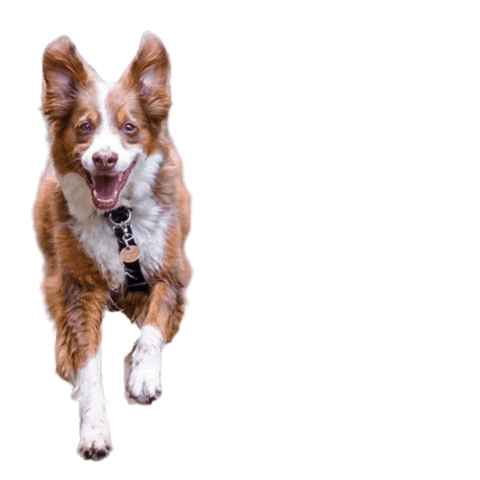 Walk Your Dog GIFs - Get the best GIF on GIPHY