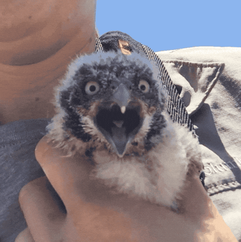GIF: funny, reaction, lol, wow, omg, shocked, scream, oh my god, birds ...