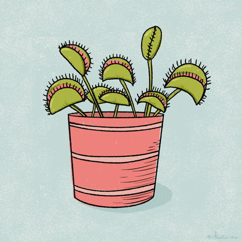 Venus Flytrap Gifs Find Share On Giphy