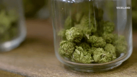 Weed Marijuana GIF by Bong Appétit - Find & Share on GIPHY