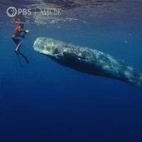 Exploding Sperm Whale Gif