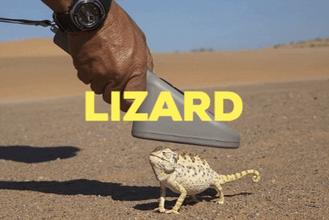 Lizard Detected GIFs - Get the best GIF on GIPHY