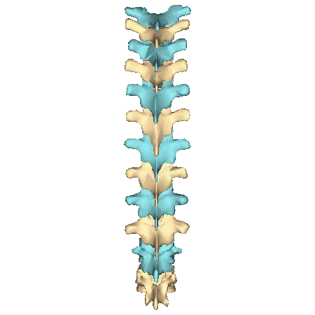 Spine Chiropractic Sticker by quirocamp for iOS & Android | GIPHY