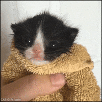 Oiia Oiia Cat GIFs - Find & Share on GIPHY