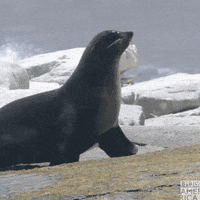 Seal Clapping Gif
