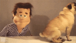 The 15 Most Ridiculous Puppet GIFs You've Ever Seen by Entertainment ...