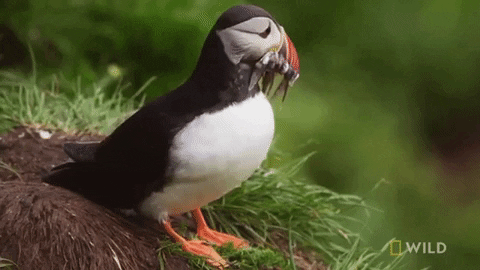 Puffin GIF by Nat Geo Wild - Find & Share on GIPHY