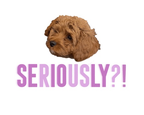 Dog Seriously Sticker by theinstagramexpert for iOS & Android | GIPHY