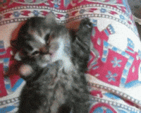 Tired Kitten Gif Yawning Kitty GIFs Find & Share On GIPHY