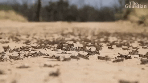 Bugs Insects GIF by guardian - Find & Share on GIPHY