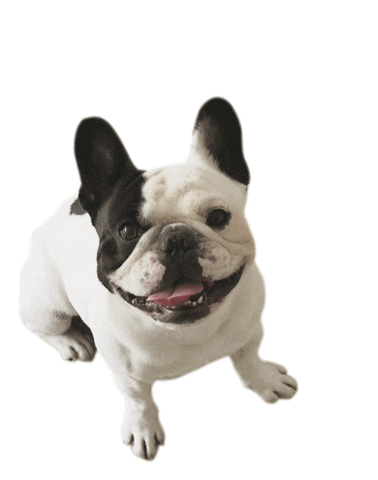 Best Dog Gifs by Diggs Pet | GIPHY