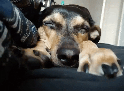 Kuki Berlin GIFs on GIPHY - Be Animated