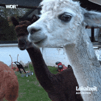 Spitting Llama Gif