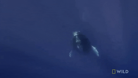 Humpback Whale GIF by Nat Geo Wild - Find & Share on GIPHY