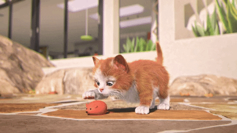 Cat Love GIF by MightyMike - Find & Share on GIPHY