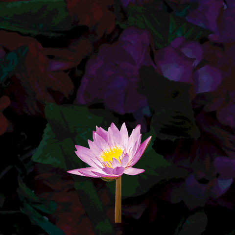Lotus Flower Animated Gif