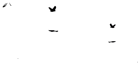 The Crow GIFs on GIPHY - Be Animated