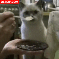 Me Gusta Cat Gif