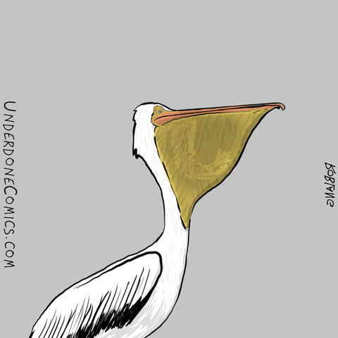 Convergent Evolution GIFs - Get the best GIF on GIPHY