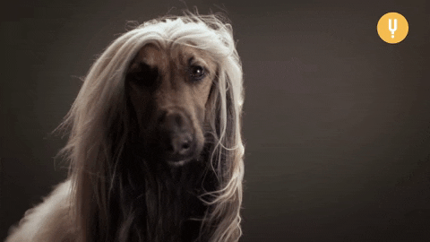 The Secret Life Of Dogs GIFs - Get the best GIF on GIPHY