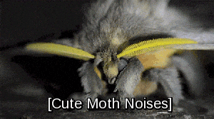 Cute Moth Gif