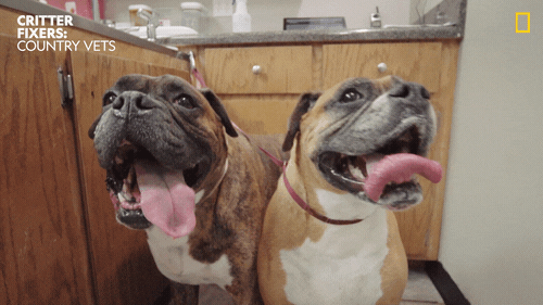 National Geographic Dogs GIF by Nat Geo Wild - Find & Share on GIPHY
