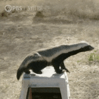 Honey Badger Gif