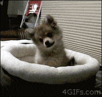 Baby Wolf Howling Gif