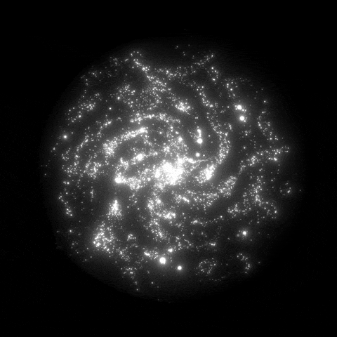 Black And White Loop GIF by xponentialdesign - Find & Share on GIPHY