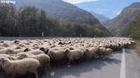 Sheeps GIFs - Get the best GIF on GIPHY