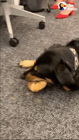Dog Office GIF by The Dodo - Find & Share on GIPHY