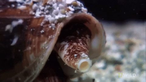Cone Snail Worlds Deadliest GIF by Nat Geo Wild - Find & Share on GIPHY