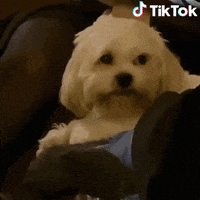 Gif Sorriso Cane