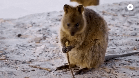 Western Australia GIFs - Get the best GIF on GIPHY