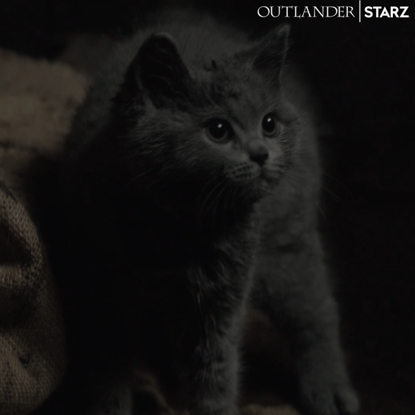 Season 5 Cat GIF by Outlander - Find & Share on GIPHY