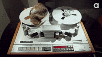 Lil Bub Gif Computer