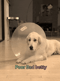 Bad Dog Gif