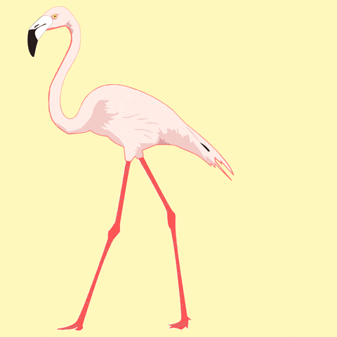 Fab As A Flamingo GIFs - Get the best GIF on GIPHY