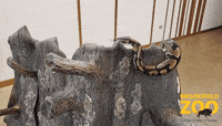 Nagini Harry Potter Gif
