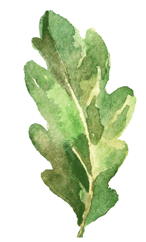Oak Tree Leaf Sticker by Montshire Museum of Science for iOS & Android ...