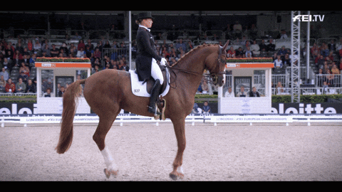European Championship Dancing GIF by FEI Global - Find & Share on GIPHY