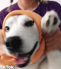 Happy Dance Dog Gif