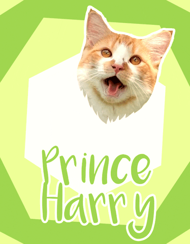 Princeharry GIFs - Get the best GIF on GIPHY