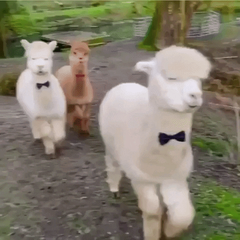 Mood Reaction GIF by JustViral - Find & Share on GIPHY