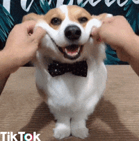 Dog Smiling Gif