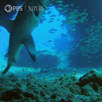 Ocean Animals Animated Gif