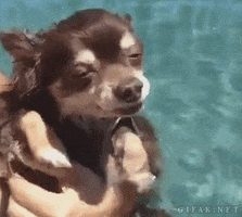Dog In Pool GIFs - Find & Share on GIPHY