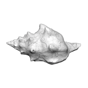 Shell Seashells Sticker by Robyn for iOS & Android | GIPHY