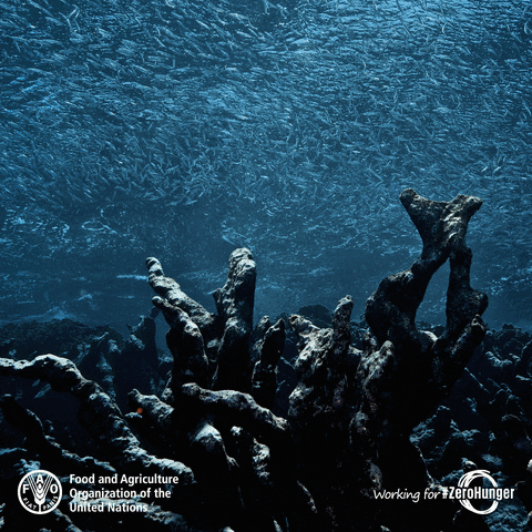 Biodiversity GIFs - Find & Share on GIPHY