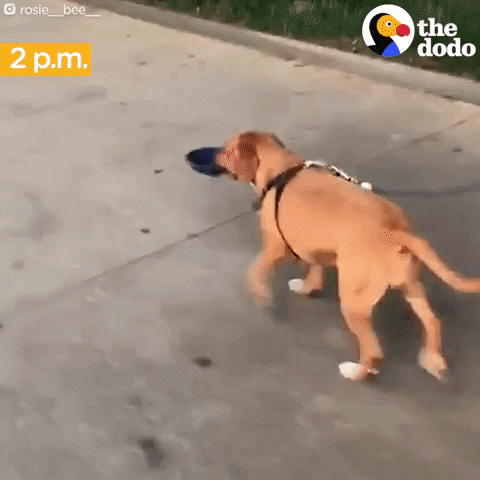 Dog GIF by The Dodo - Find & Share on GIPHY